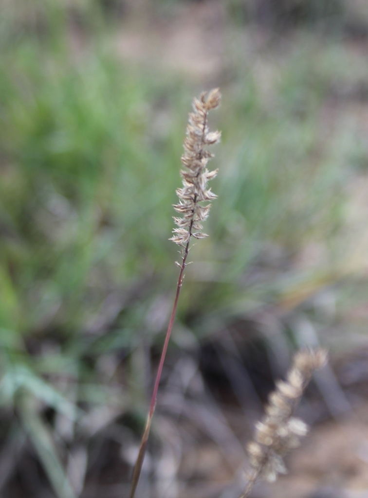 Carrot-seed Grass from Amatole, South Africa on February 08, 2022 at 11 ...