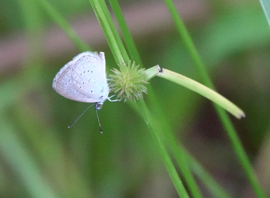 Lesser Grass Blue from Balaton: school field, Lagonoy, Camarines Sur ...