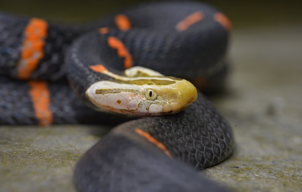 White-headed Burmese Viper from Honghe Hani and Yi, CN-YN, CN on June ...