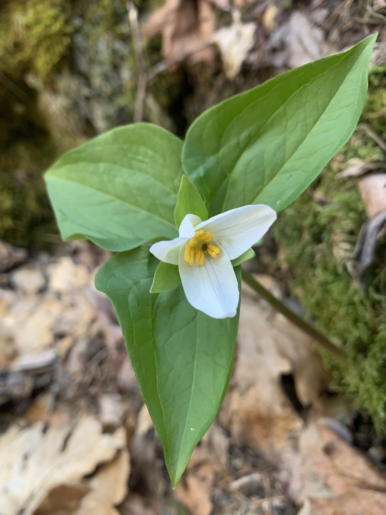 Pacific trillium from Trinity County, US-CA, US on March 22, 2022 at 09 ...