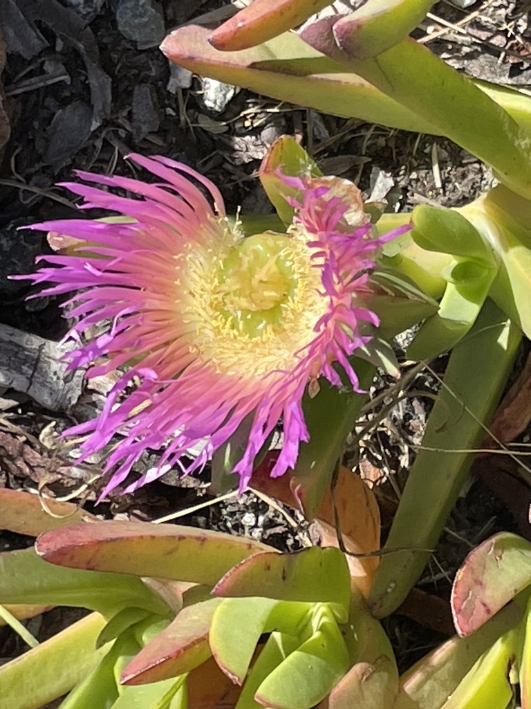 Chilean sea fig from Work Memorial Park, Del Rey Oaks, CA, US on March ...
