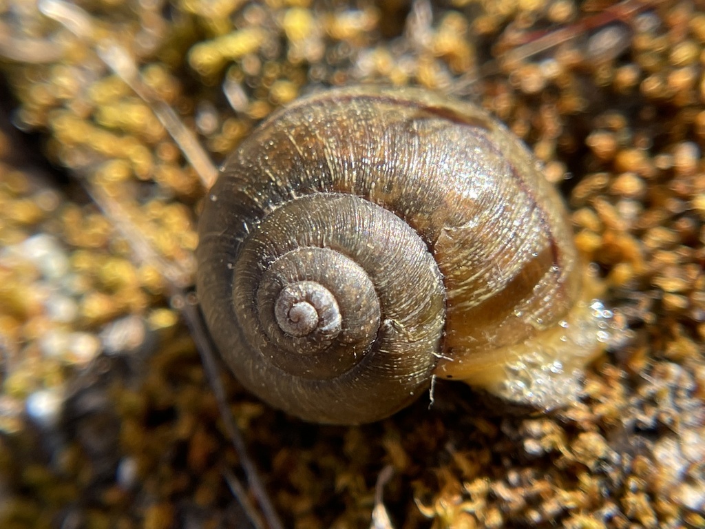 Point Pinos Shoulderband Snail in March 2022 by KW · iNaturalist