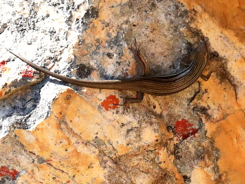 Red-Sided Skink from Kunje Guest Farm, Cederberg, South Africa on March ...