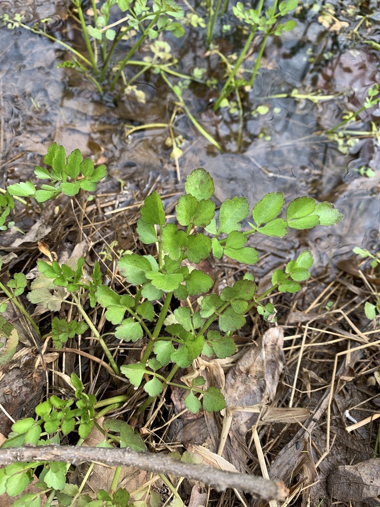 Java water-dropwort from Park Forest Dr, Springfield, VA, US on March ...