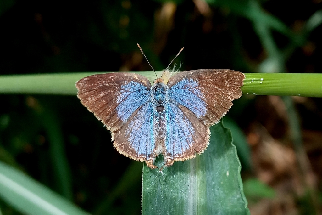 Arawacus ellida (Borboletas de Rio Claro, SP/Butterflies of Rio Claro ...