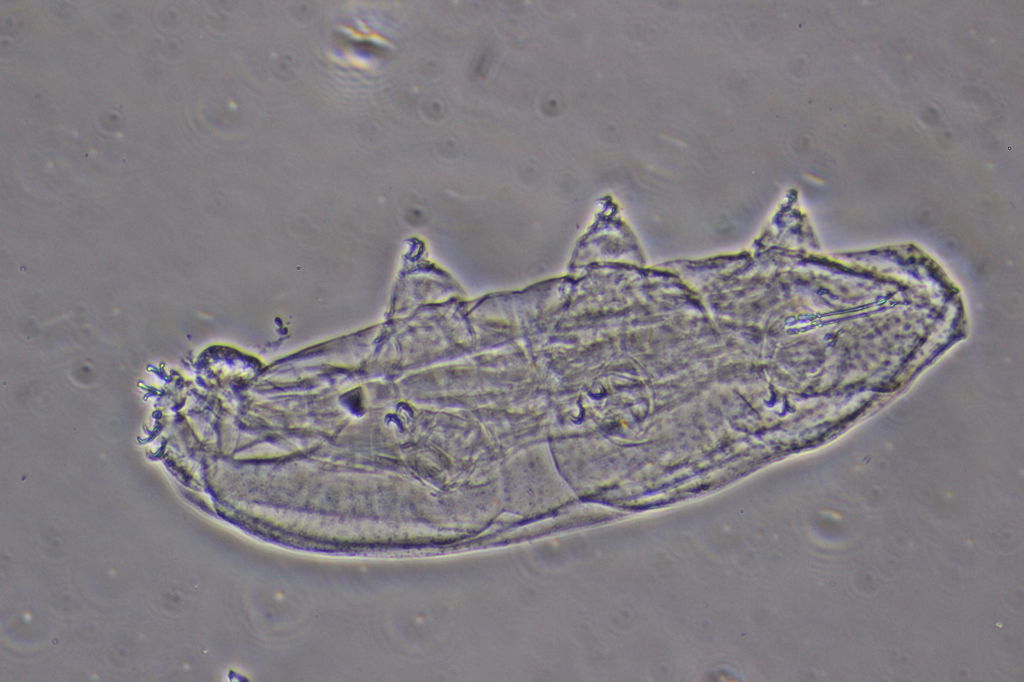Macrobiotidae