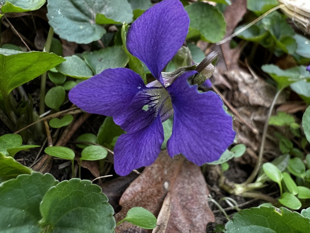 common blue violet from Richmond Hwy, Alexandria, VA, US on March 23 ...
