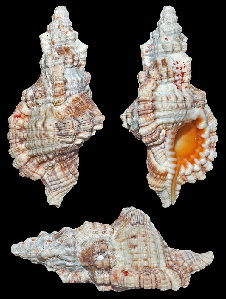 Monoplex nicobaricus (Tenerife Snails) · iNaturalist