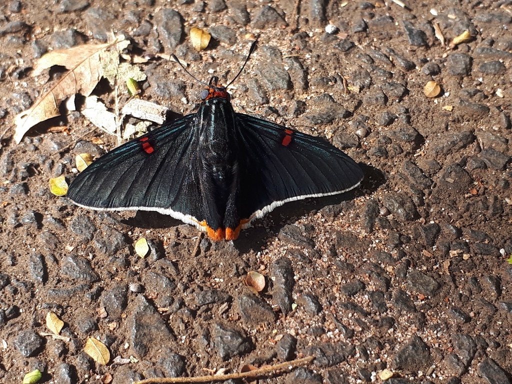 Phocides polybius (Borboletas de Rio Claro, SP/Butterflies of Rio Claro ...