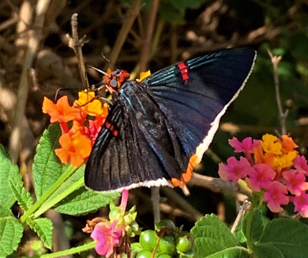 Phocides polybius (Borboletas de Rio Claro, SP/Butterflies of Rio Claro ...