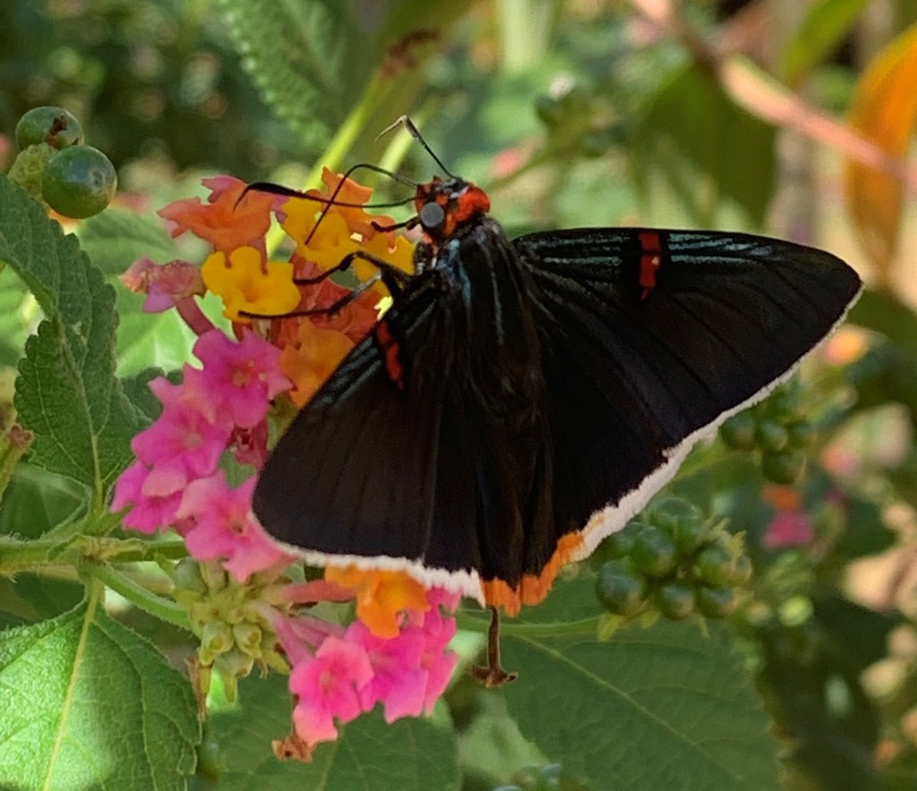Phocides polybius (Borboletas de Rio Claro, SP/Butterflies of Rio Claro ...
