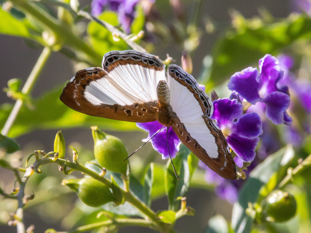 Synargis calyce (Borboletas de Rio Claro, SP/Butterflies of Rio Claro ...