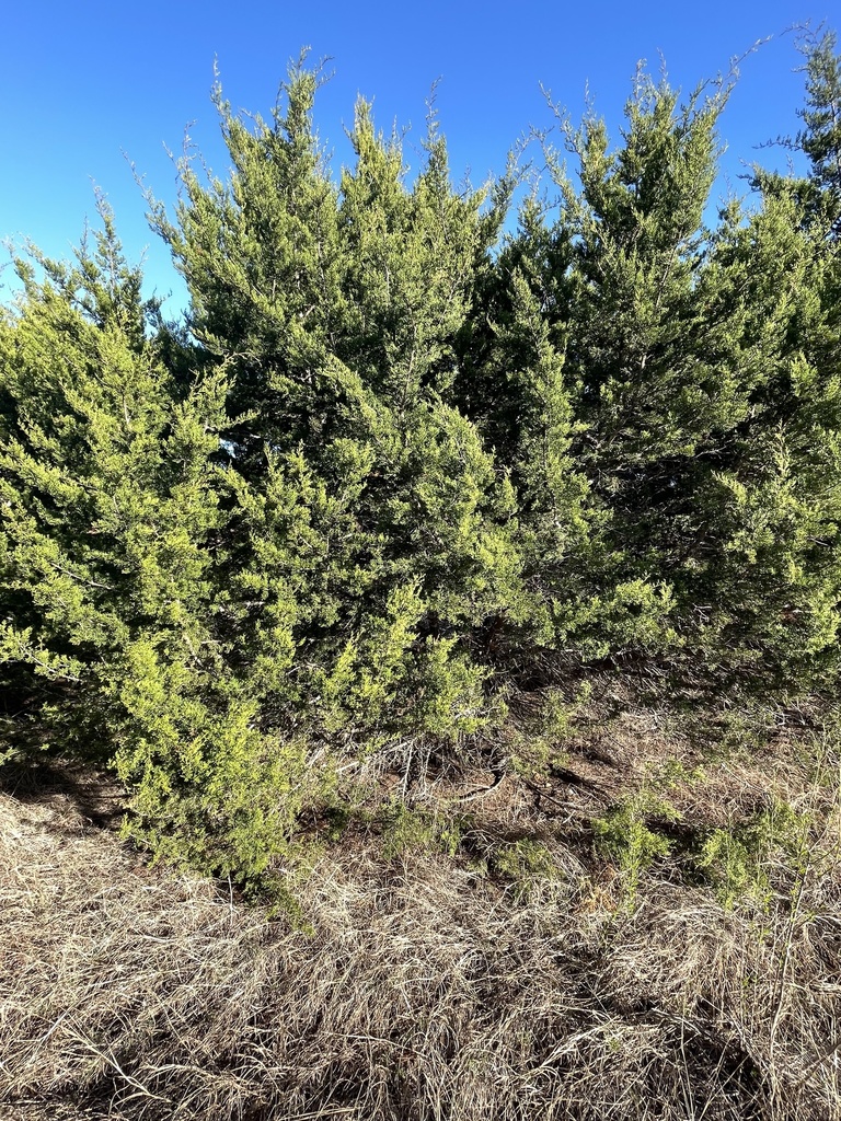 Ashe juniper from Huey Rd, Belton, TX, US on March 23, 2022 at 09:03 AM ...