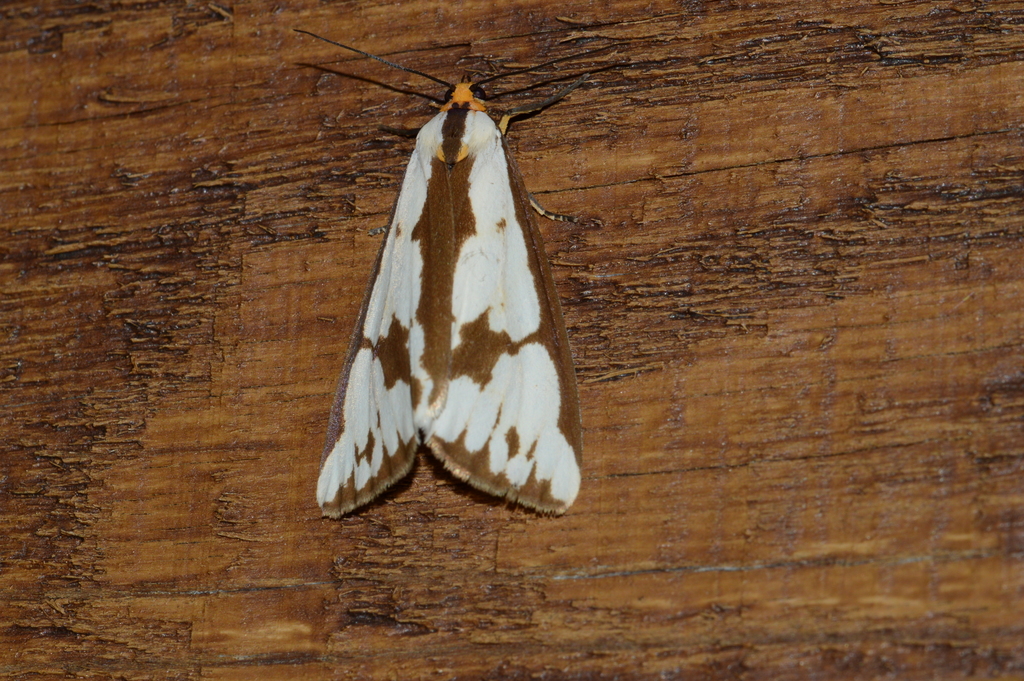 Confused Haploa Moth in July 2021 by Marc Belisle. Attracted to house ...