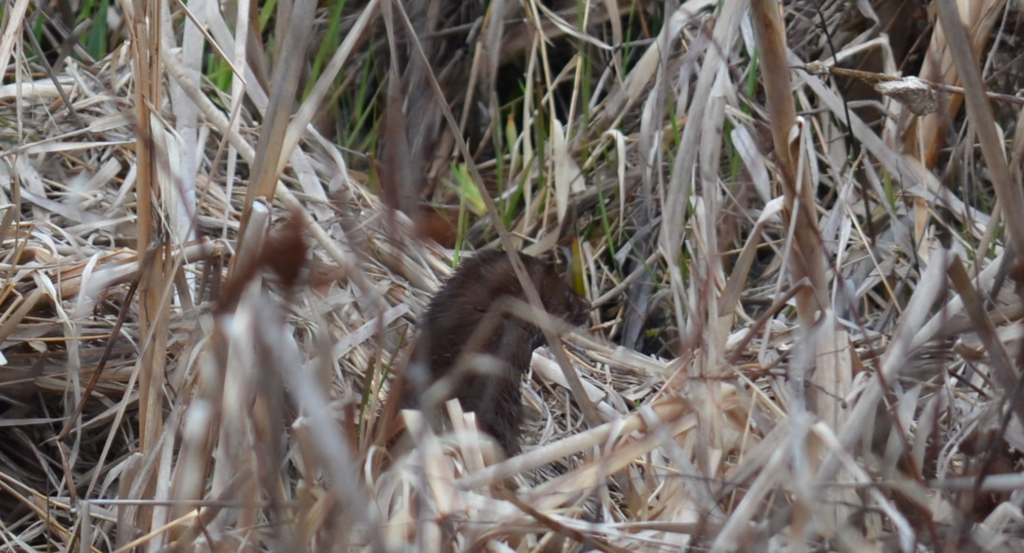 American Mink from Nanaimo, BC, Canada on March 16, 2022 at 01:36 PM by ...