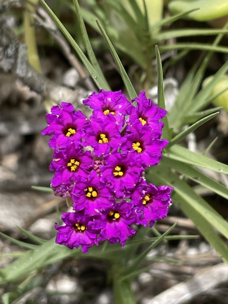 red sand-verbena from Ensenada, MX-BN, MX on March 22, 2022 at 11:53 AM ...