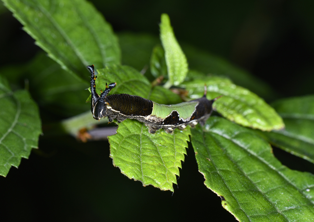Popinjay from 蕉城区, 宁德市, 福建省, CN on October 31, 2021 at 12:58 AM by ...