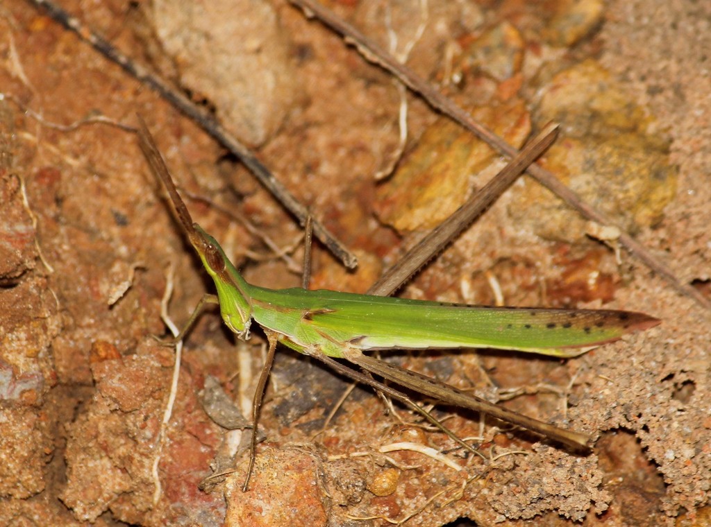 Oriental Longheaded Locust from Rembang Regency, Central Java ...