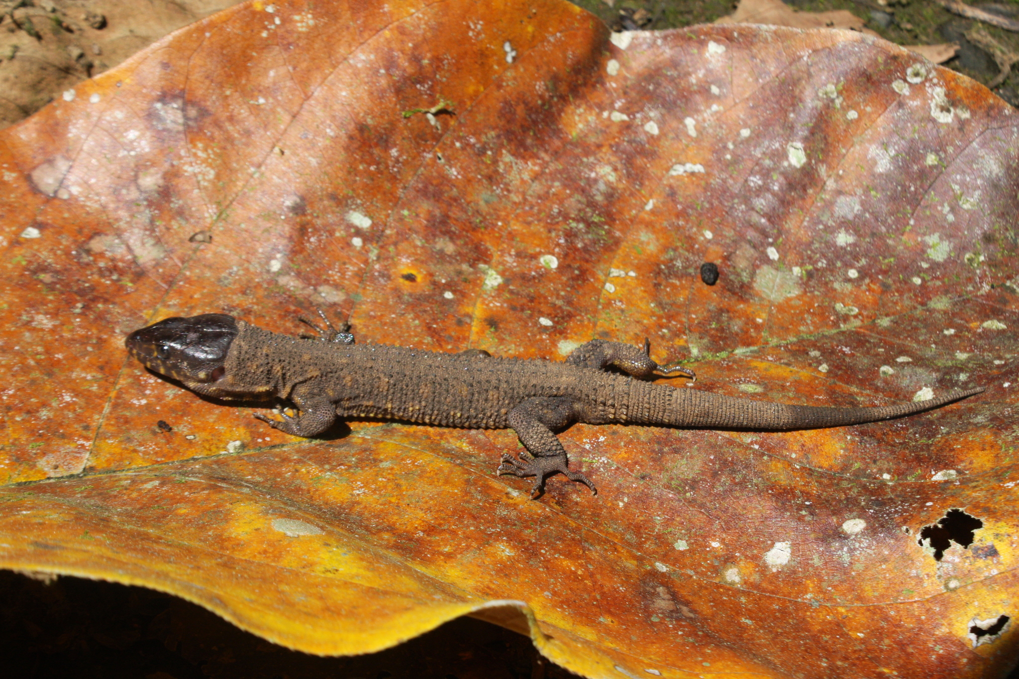 Yellow Spotted Tropical Night Lizard Size