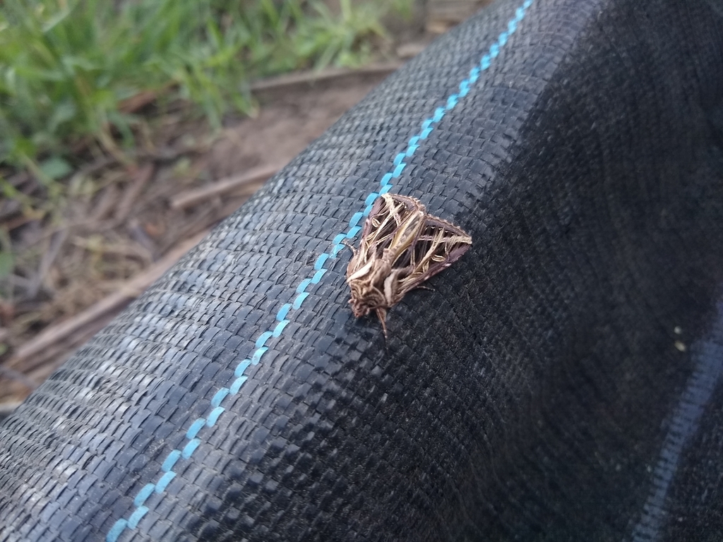 Girdler Moth from San Francisco, CA 94129, USA on March 22, 2022 at 06: ...