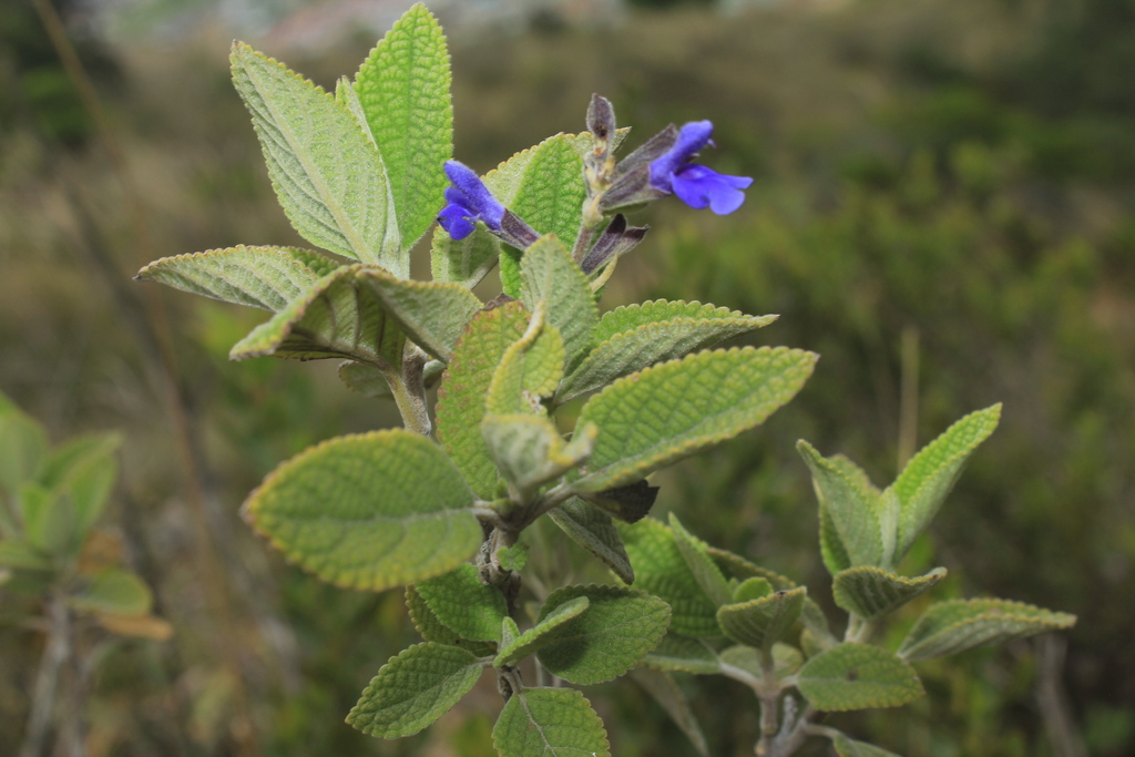 Bogotan Paramosage from Motavita, Boyacá, Colombia on March 22, 2022 at ...