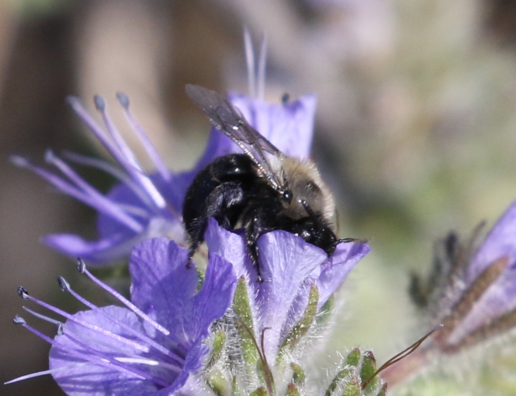 Honey Bees, Bumble Bees, and Allies from Badger Hill and Badger Basin ...