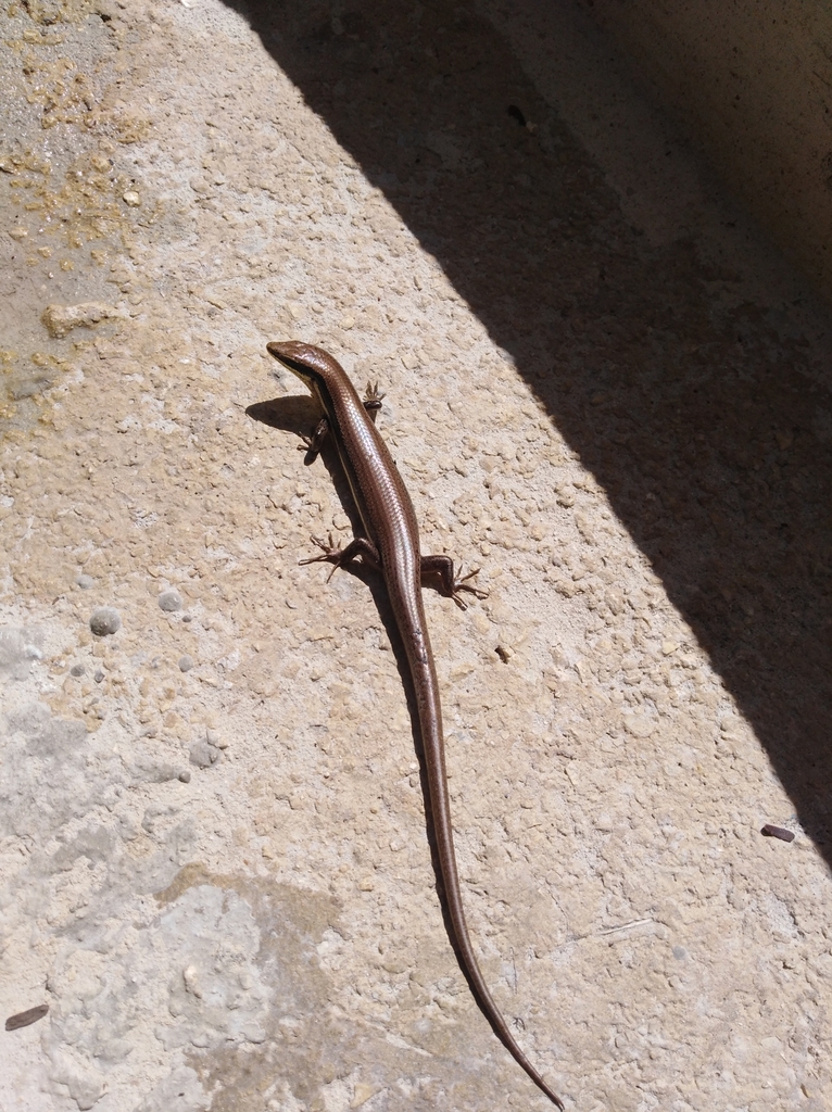 Mayan Skink from Zona Urbana, Q.R., México on March 23, 2022 at 10:59 ...