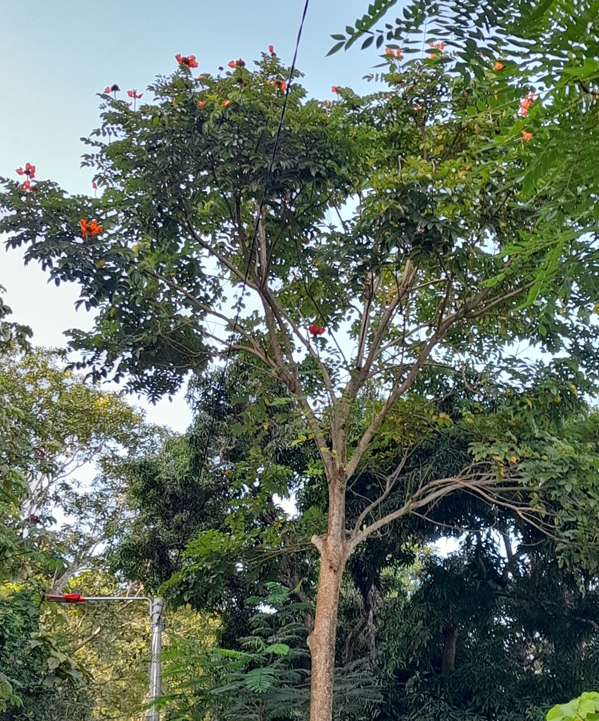 African tulip tree in March 2022 by julian_cuervo22 · iNaturalist