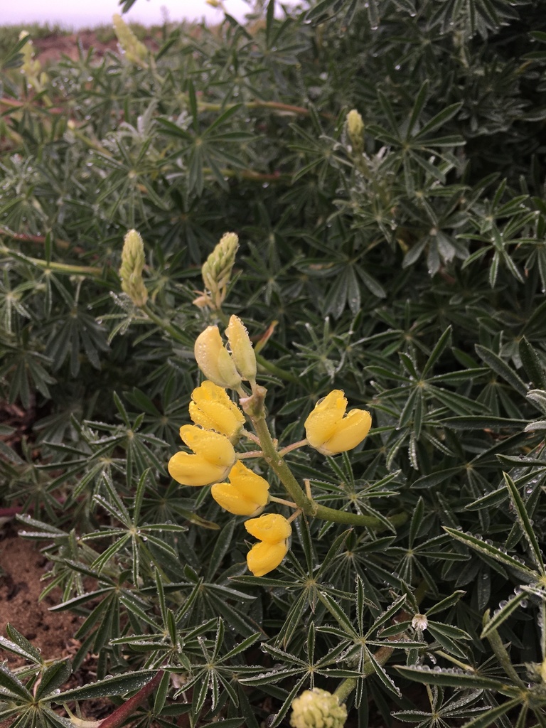 coastal bush lupine from Fort Funston, San Francisco, CA, US on March ...
