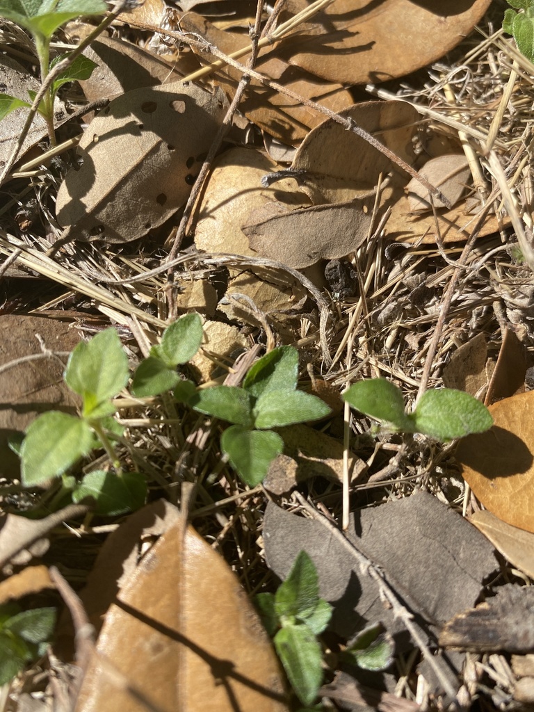 straggler daisy from The University of Texas at San Antonio, San ...