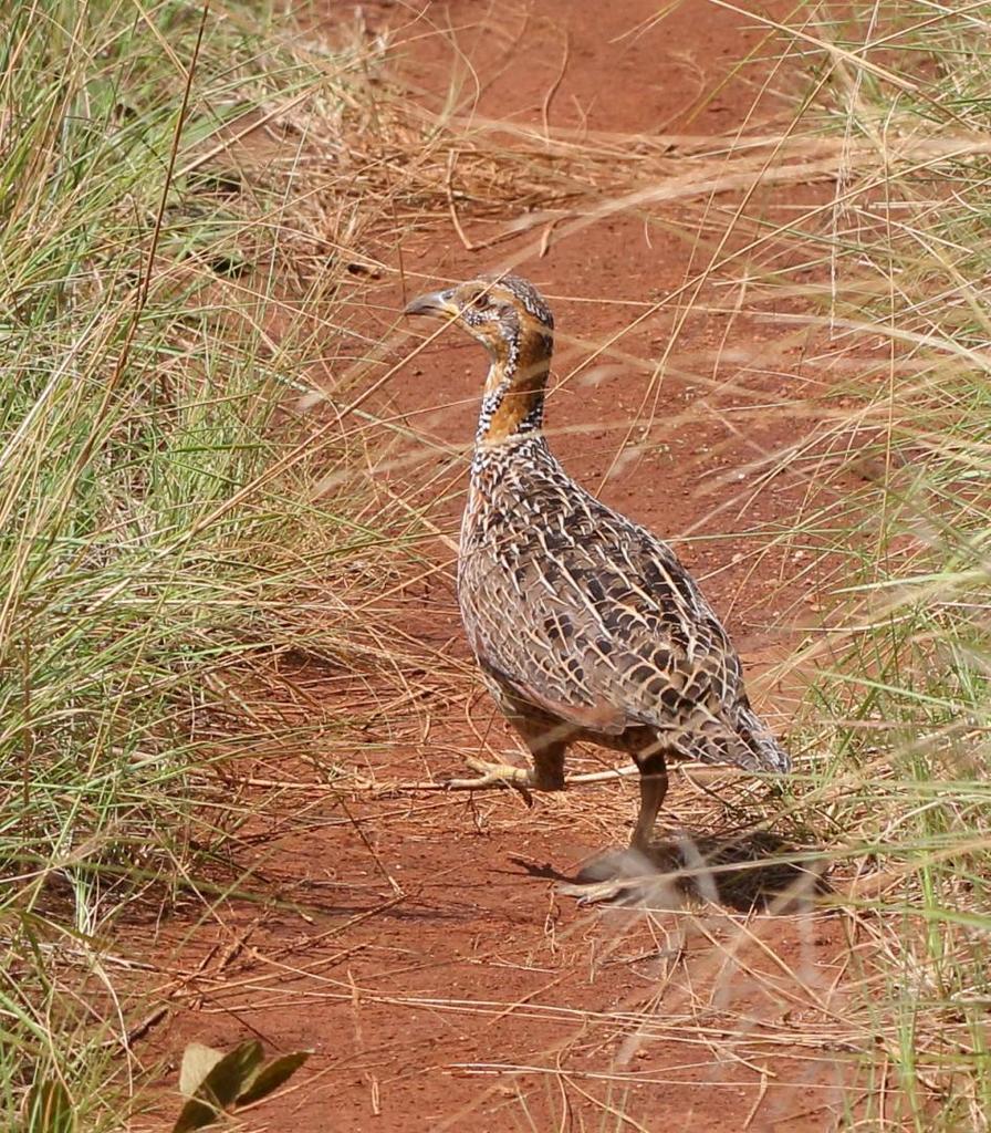Red-winged Francolin (Scleroptila levaillantii) - Avian Discovery