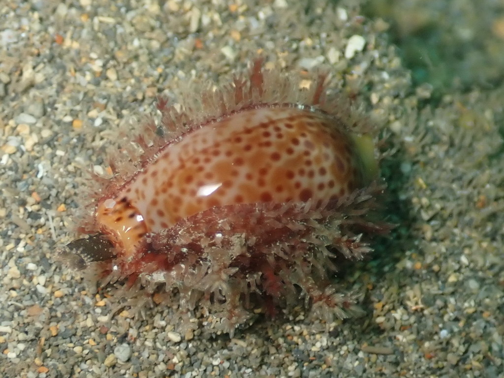 Naria spurca from Epave, Sao Tomé on March 14, 2022 at 11:40 AM by ...