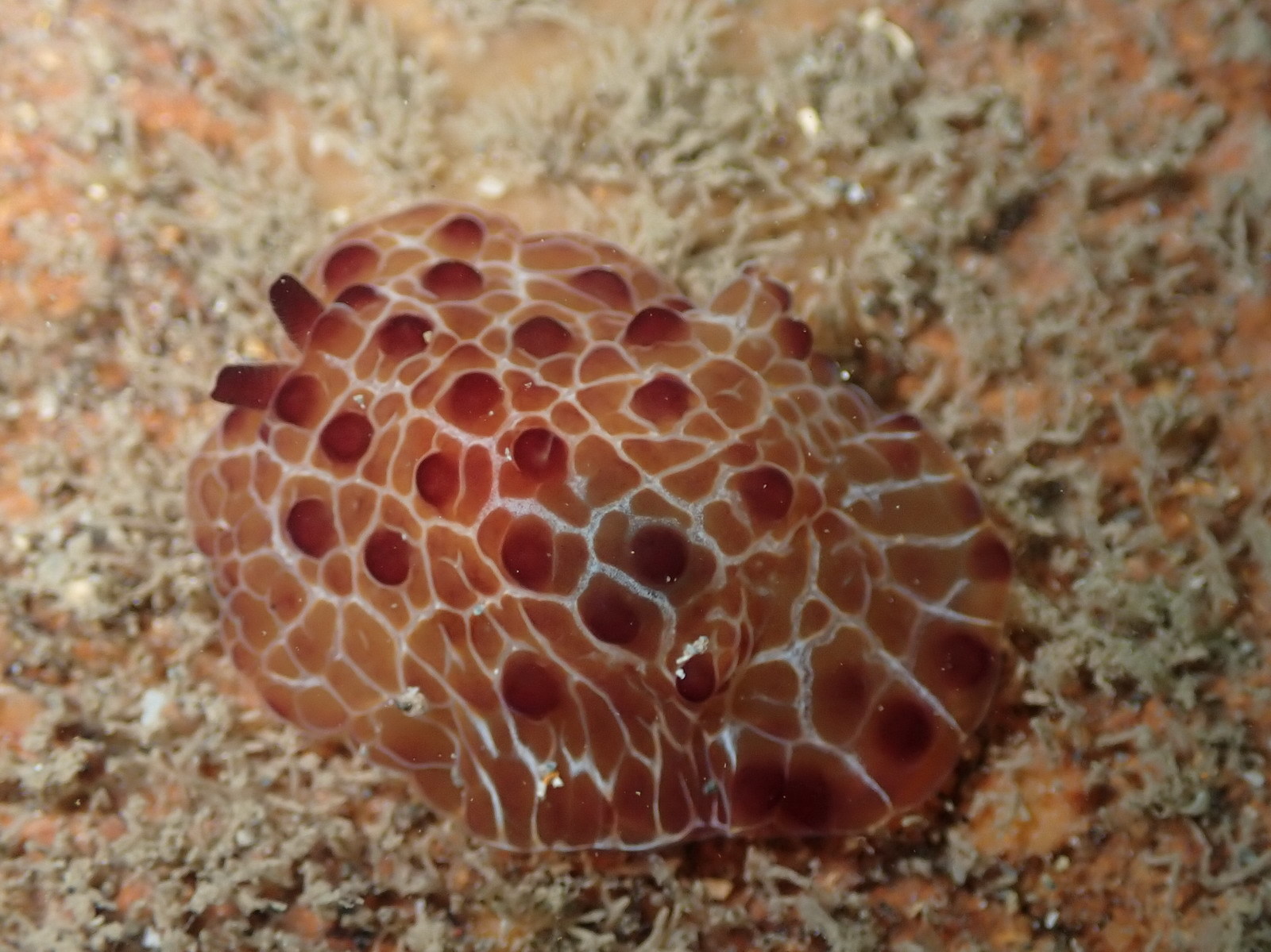 Pleurobranchus reticulatus Rang, 1832