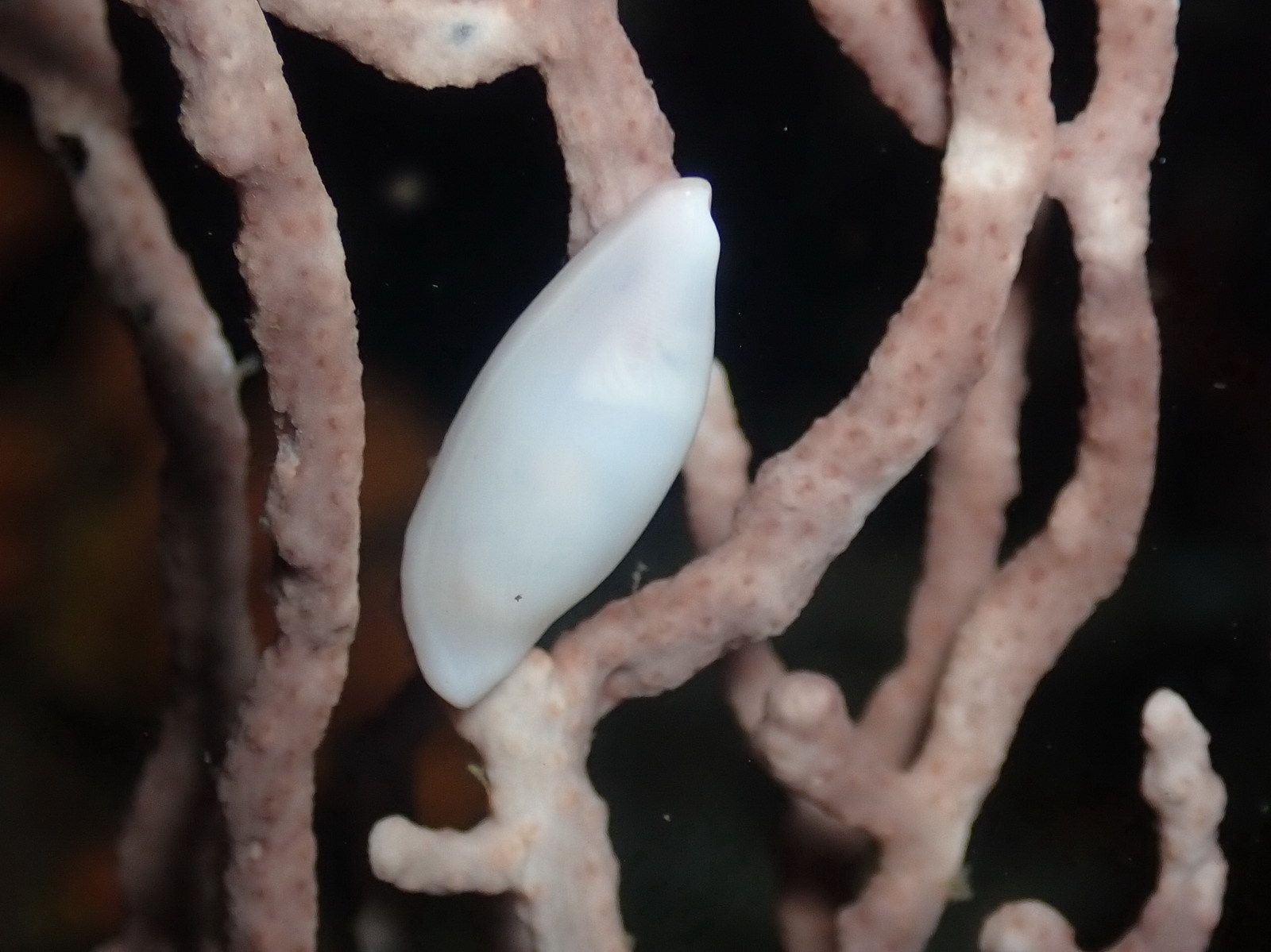 Simnia spelta (Linnaeus, 1758)