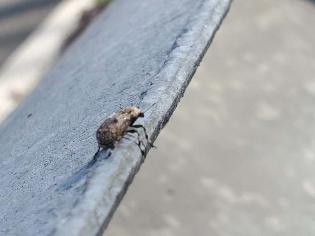 Marbled Fungus Weevil from Snow Hill, MD 21863, USA on March 19, 2022 ...