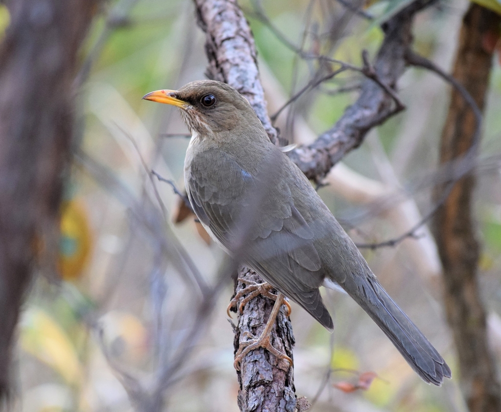Creamy-bellied Thrush from Via S1, 3259 - Brasília, DF, Brazil ...