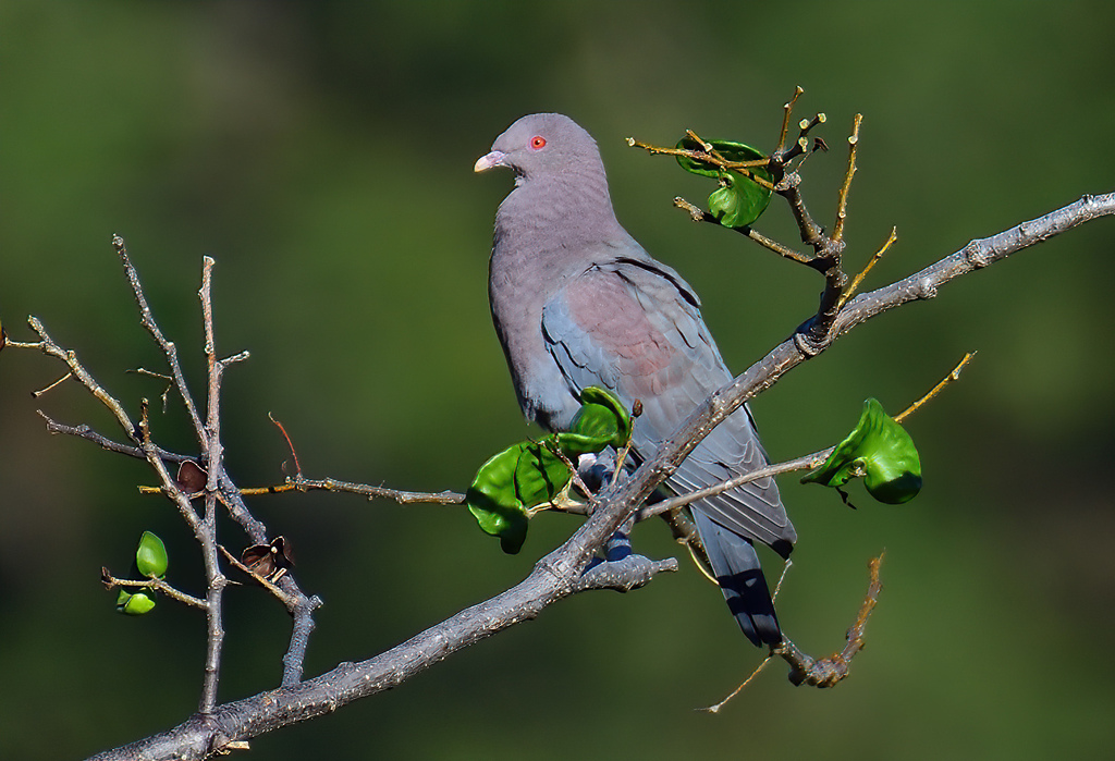 Red-billed Pigeon (Patagioenas flavirostris) - Avian Discovery