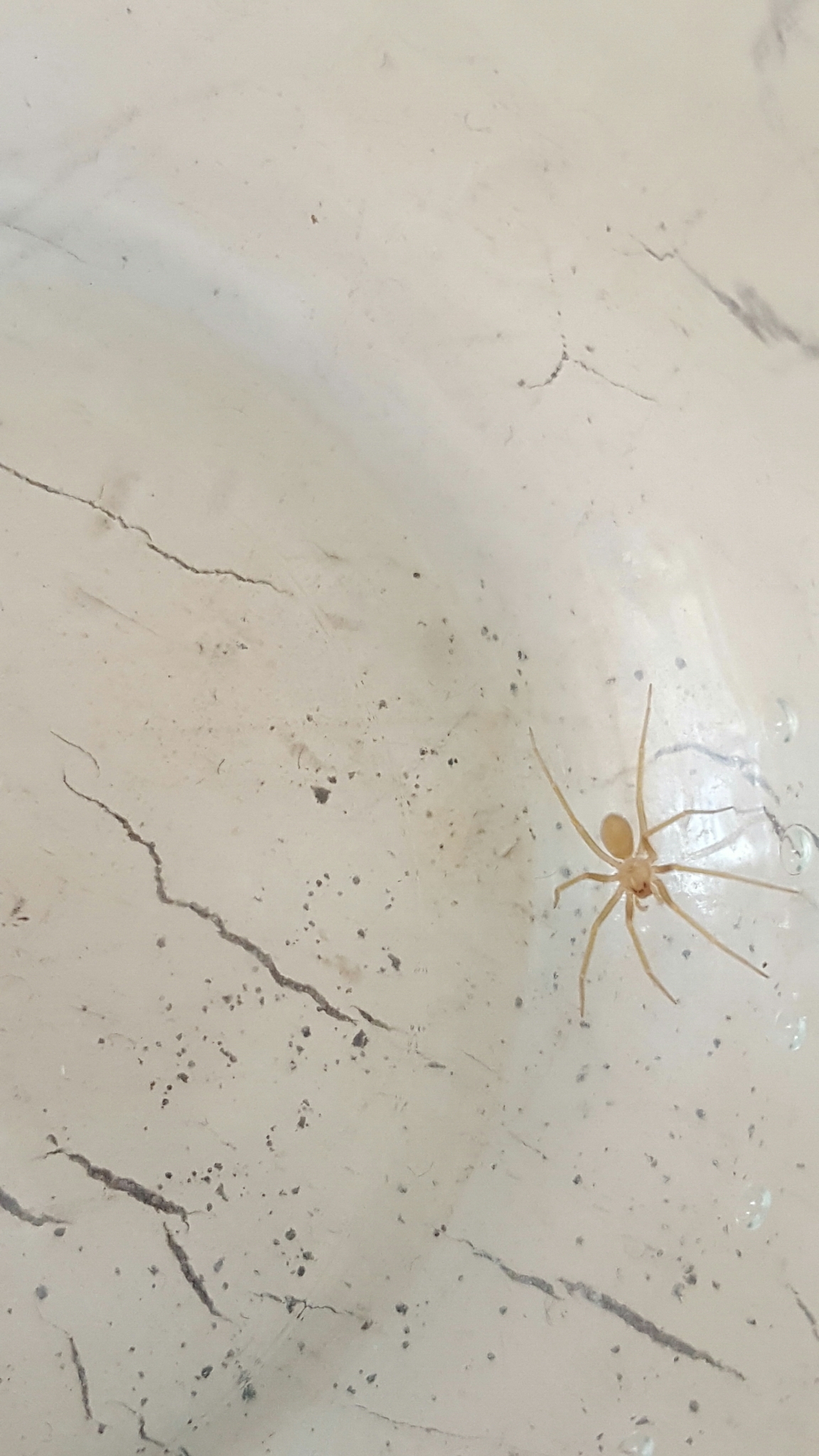 Loxosceles apachea Gertsch & Ennik, 1983