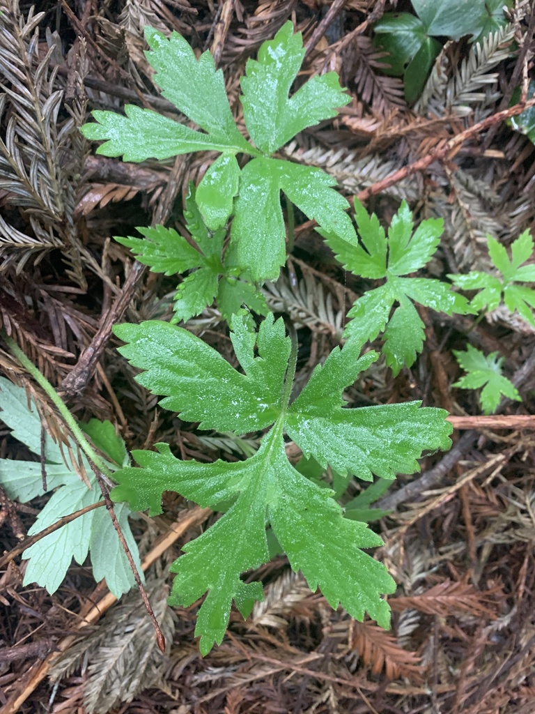 Pacific Waterleaf in March 2022 by Alex Castelein · iNaturalist