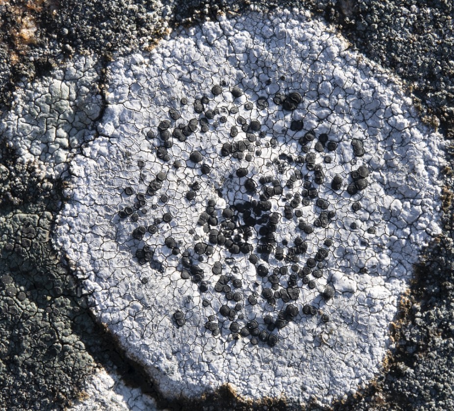 Porpidia in March 2022 by Timo Viitanen. Rantakalliolla ( on cliff near ...