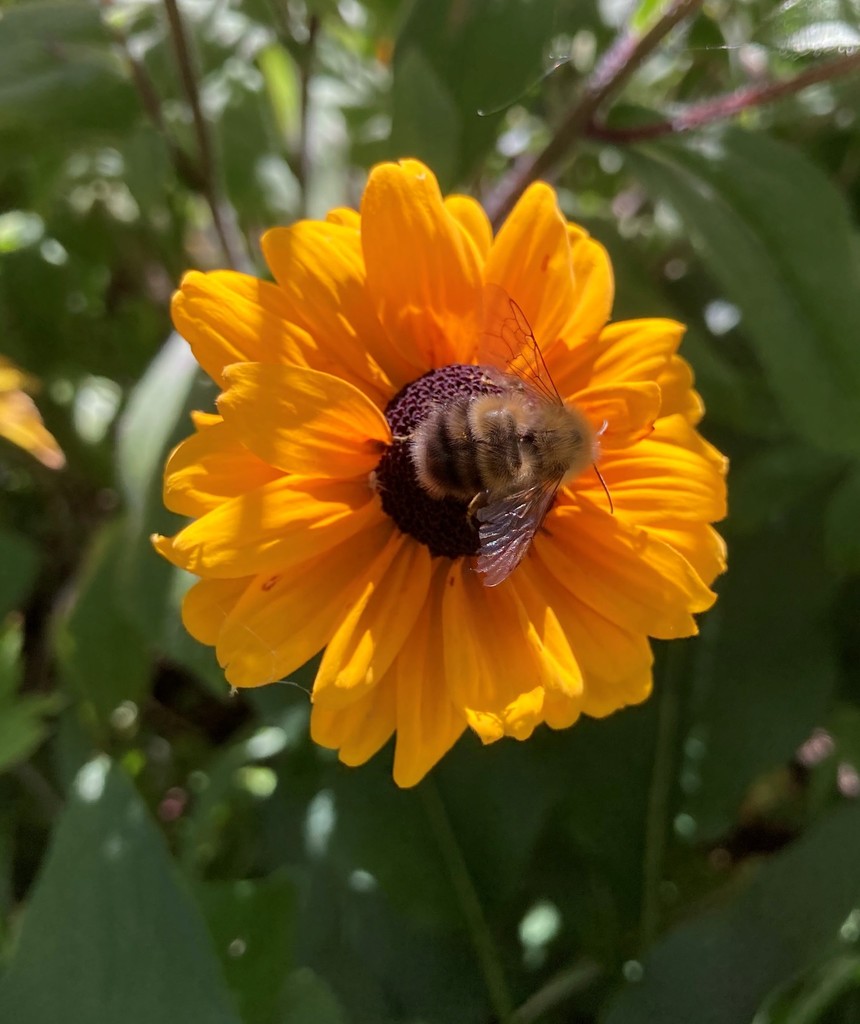 Perplexing Bumble Bee from Douglasdale, Calgary, AB T2Z, Canada on ...