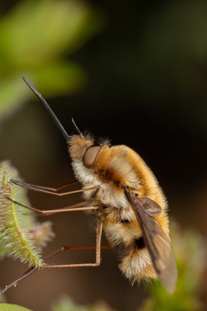 Greater Bee Fly from 8003 Zürich, Schweiz on March 20, 2022 at 11:35 AM ...