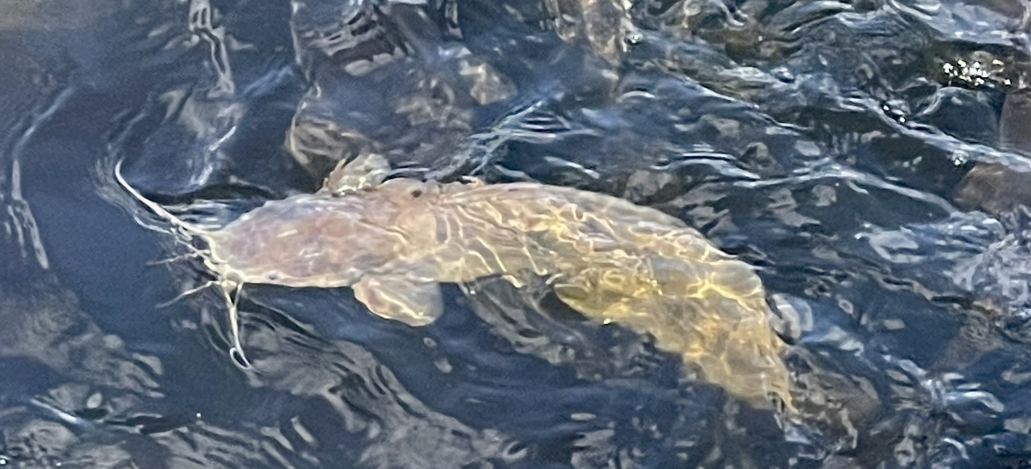 Clarias batrachus (Linnaeus, 1758)