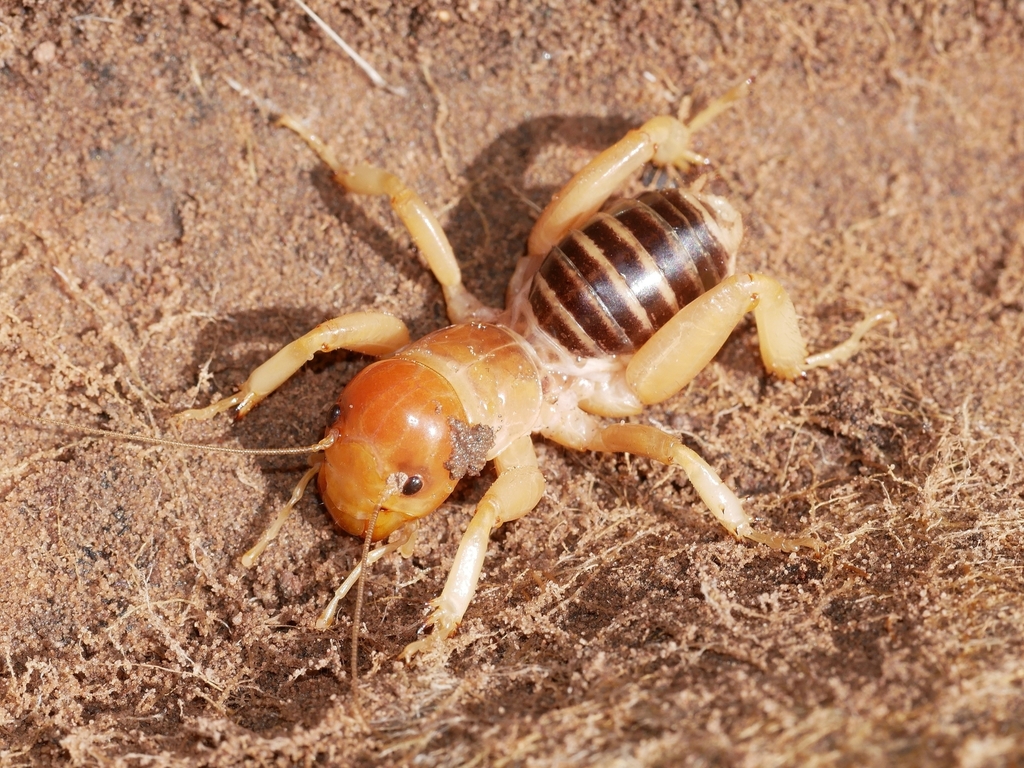 North American Jerusalem Crickets from Location: 40.764072, -111.819403 ...