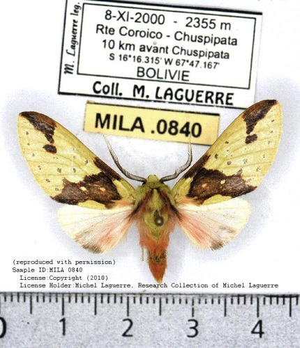 Symphlebia angulifascia · iNaturalist United Kingdom