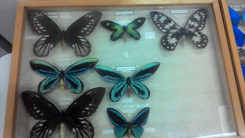 Queen Alexandra's Birdwing in November 2018 by Alessandro G. · iNaturalist