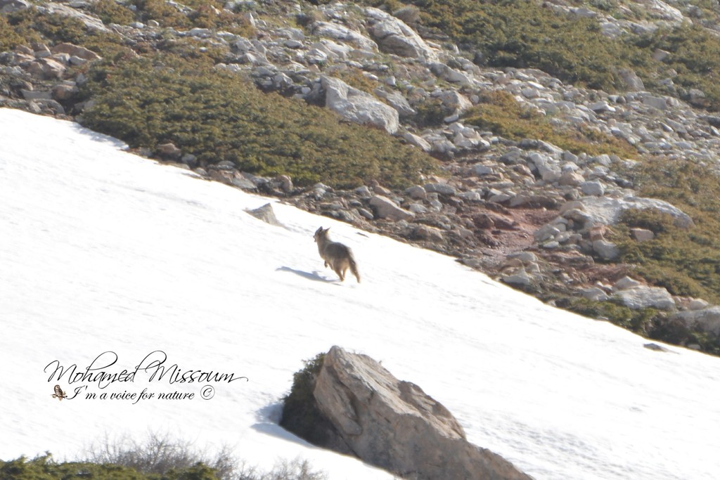 North African Wolf from Aït Boumahdi, Algeria on November 20, 2015 at ...
