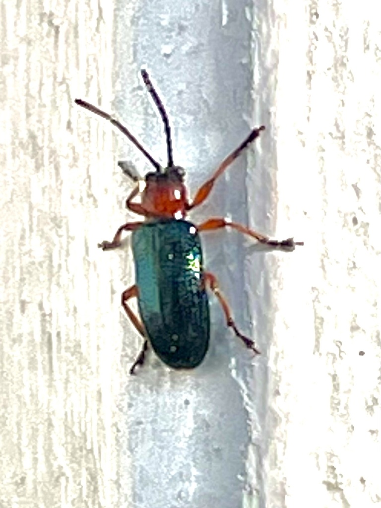 Oulema melanopus from Leipziger Straße, Braunschweig, Lower Saxony, DE ...