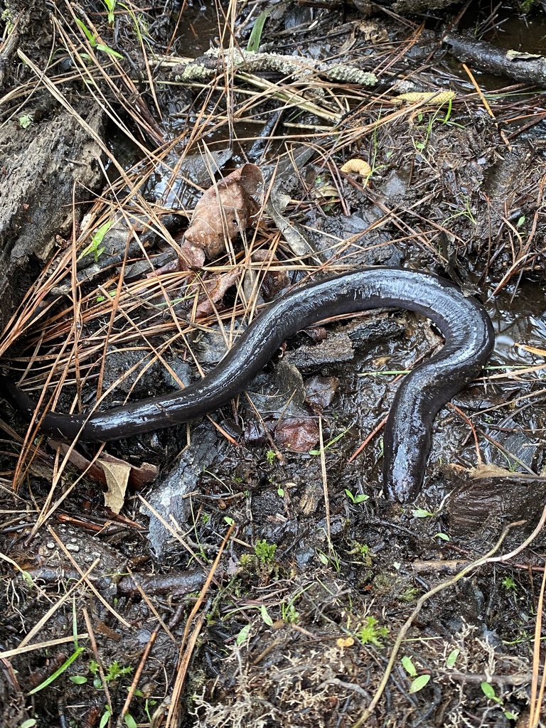Two-toed Amphiuma from Jackson, SC, US on March 23, 2022 at 02:05 PM by ...