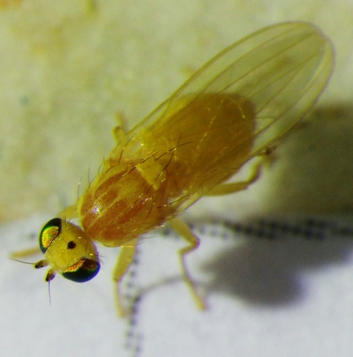 Chyromya oppidana · iNaturalist